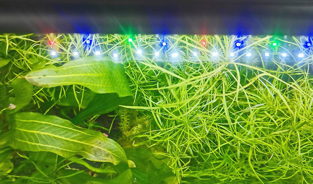 6 DIY Ways to Decorate Your Boring Old Fish Tank with LED Lights – Seaoura