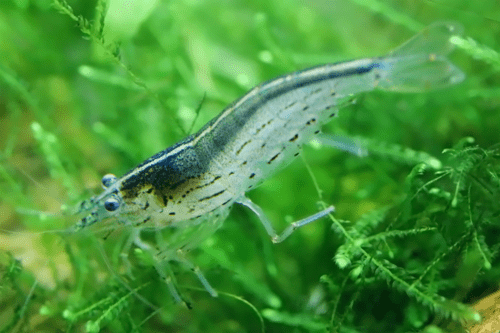 Cleaner Fish Profiles: Best Cleaner Fish for Freshwater Aquariums – Seaoura